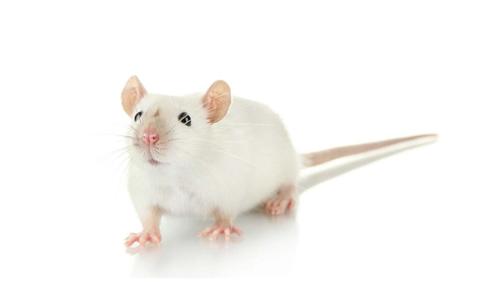 Lab Supplies - Life Science Products